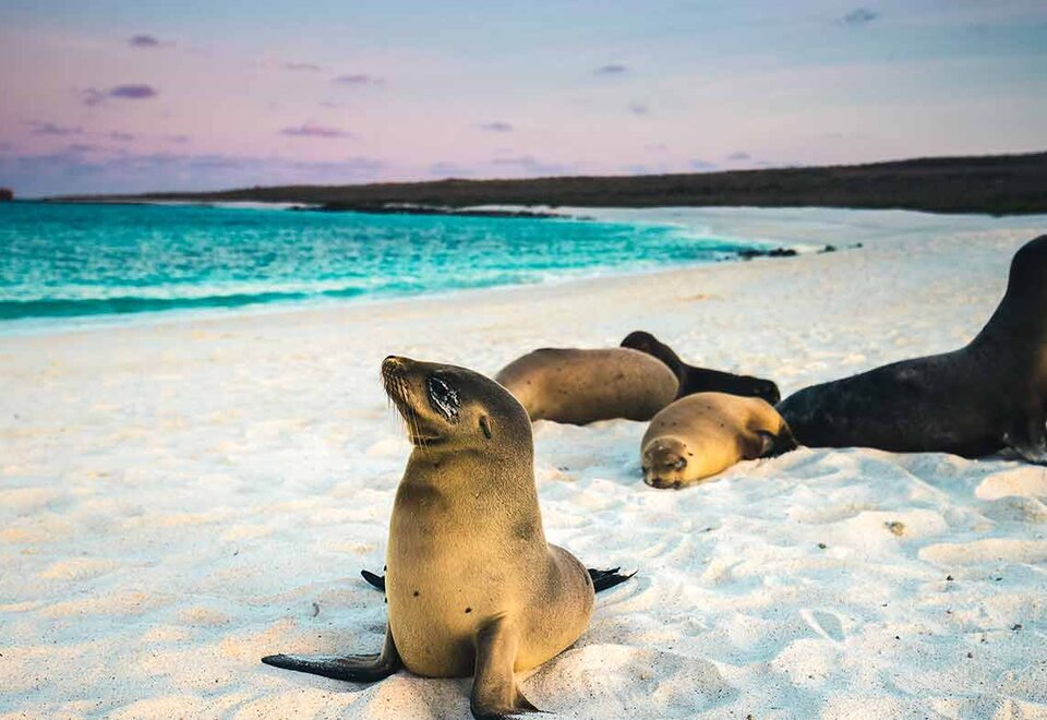 Die Top 5 Highlights der Galapagosinseln - WeDesignTrips