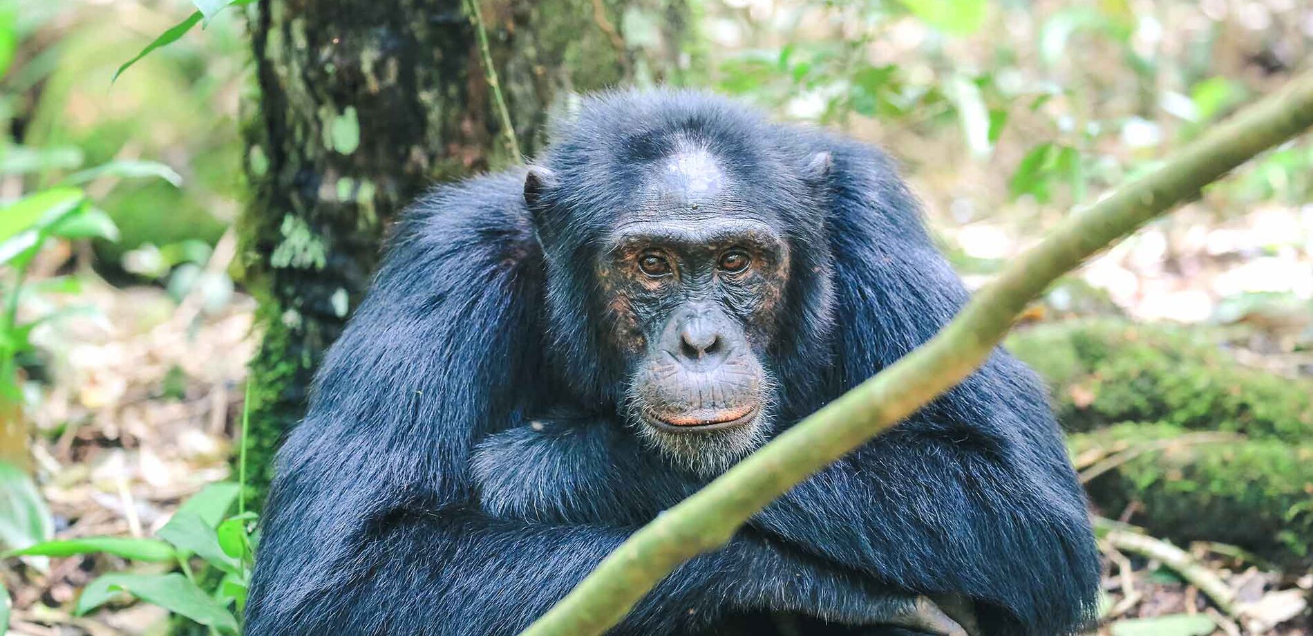 Die ultimative Luxusreise durch Uganda & Ruanda - WeDesignTrips