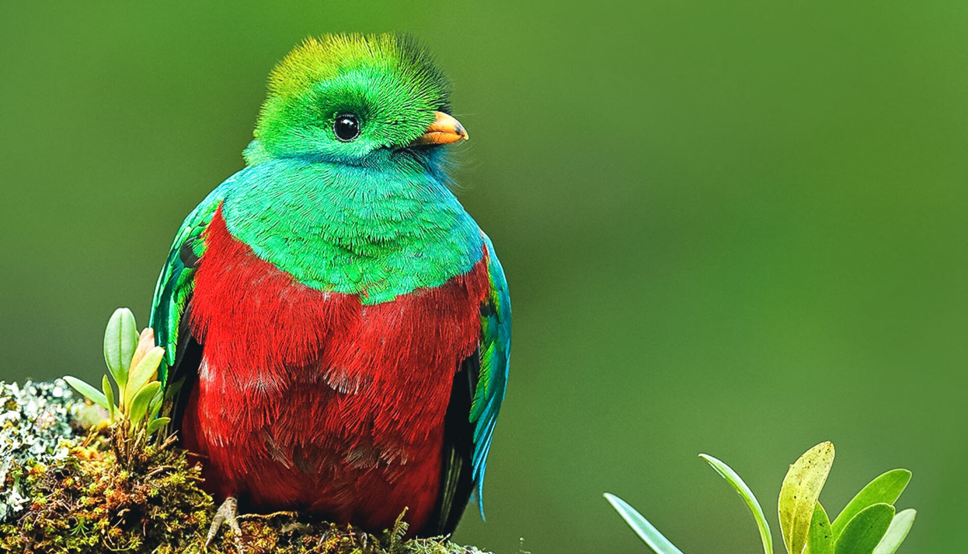 Die TOP 5 Quetzal Spots in Costa Rica - WeDesignTrips