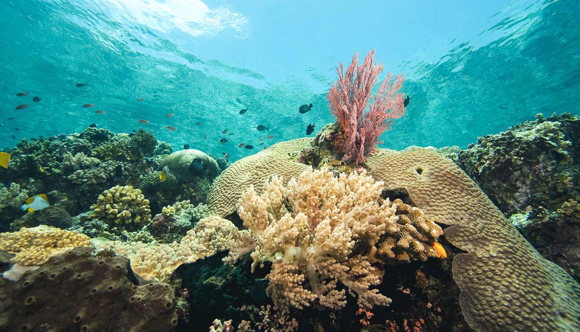 Highlights Sulawesi: die Top 7 der schönsten Orte - WeDesignTrips