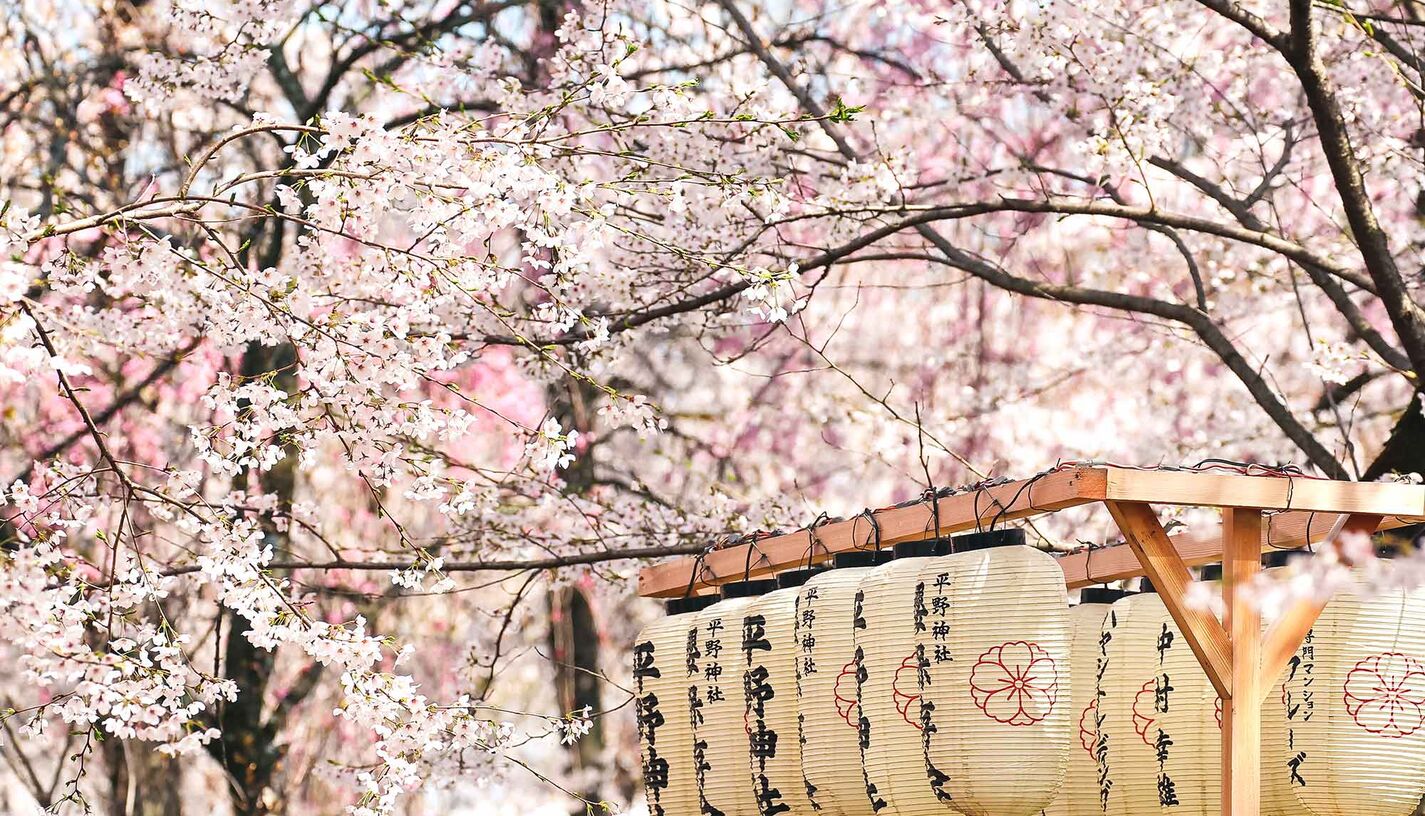 Japans Kirschblüte: Diese 5 Dinge solltest Du wissen - WeDesignTrips