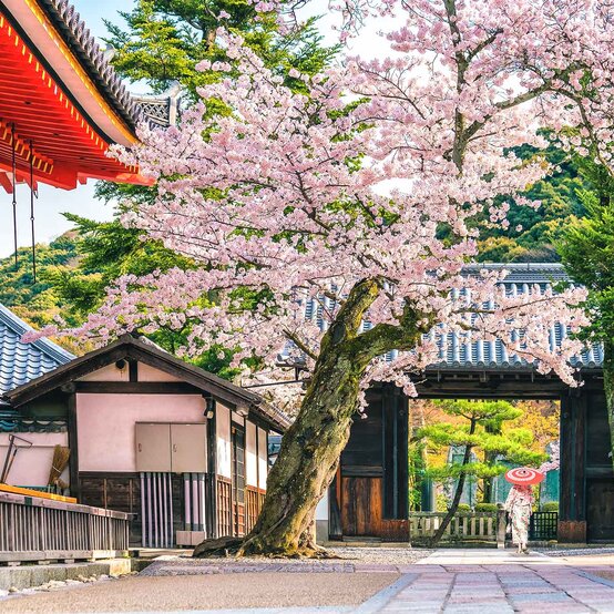 Japans Kirschblüte: Diese 5 Dinge solltest Du wissen - WeDesignTrips