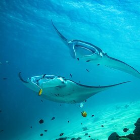 Top 10 Trauminseln Indonesiens - Dein Guide fürs Paradies - WeDesignTrips