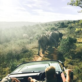 Game Drive: Was es ist, Tipps & Infos von Experten - WeDesignTrips