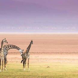 Top 10 Reisen Lake Manyara Nationalpark 2025/2026 - WeDesignTrips