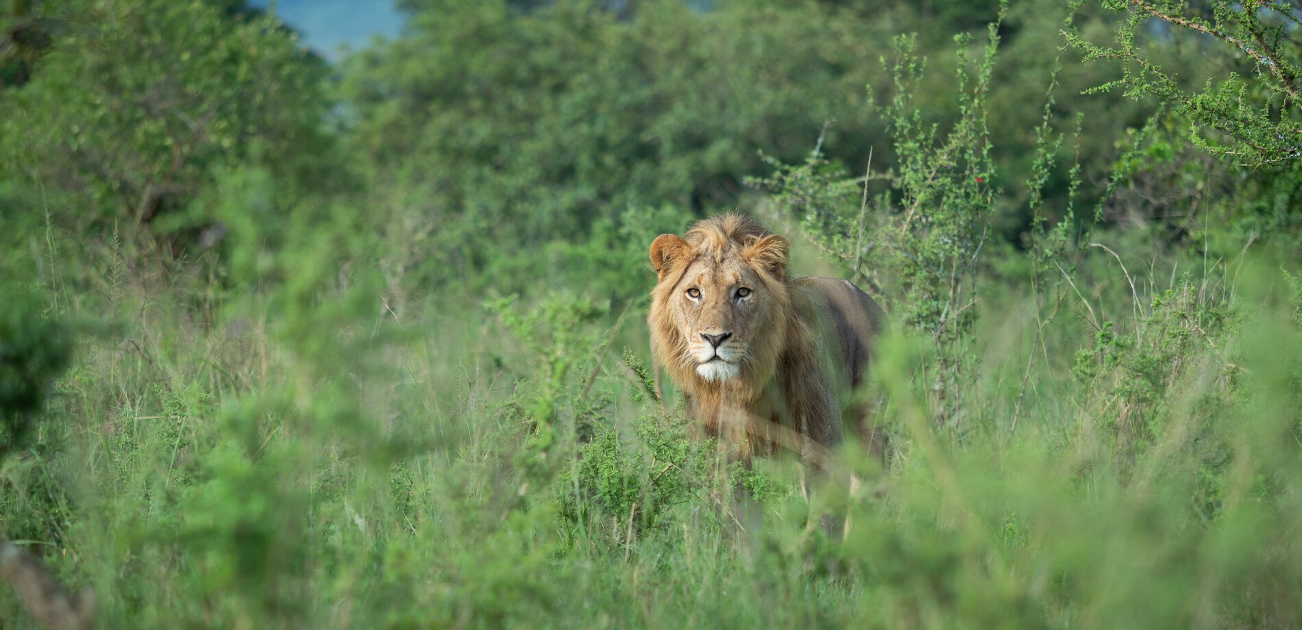 Ruanda Reise: Safari, Seen & Golden Monkeys - WeDesignTrips