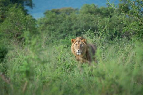 Ruanda Reise: Safari, Seen & Golden Monkeys - WeDesignTrips