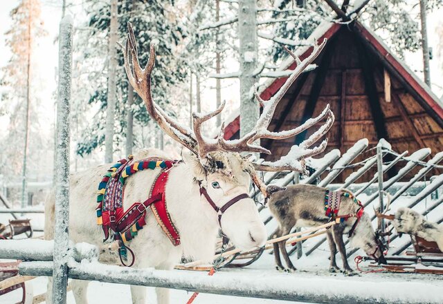 Polarlichter in Finnland beobachten: 4 Tipps & Infos - WeDesignTrips